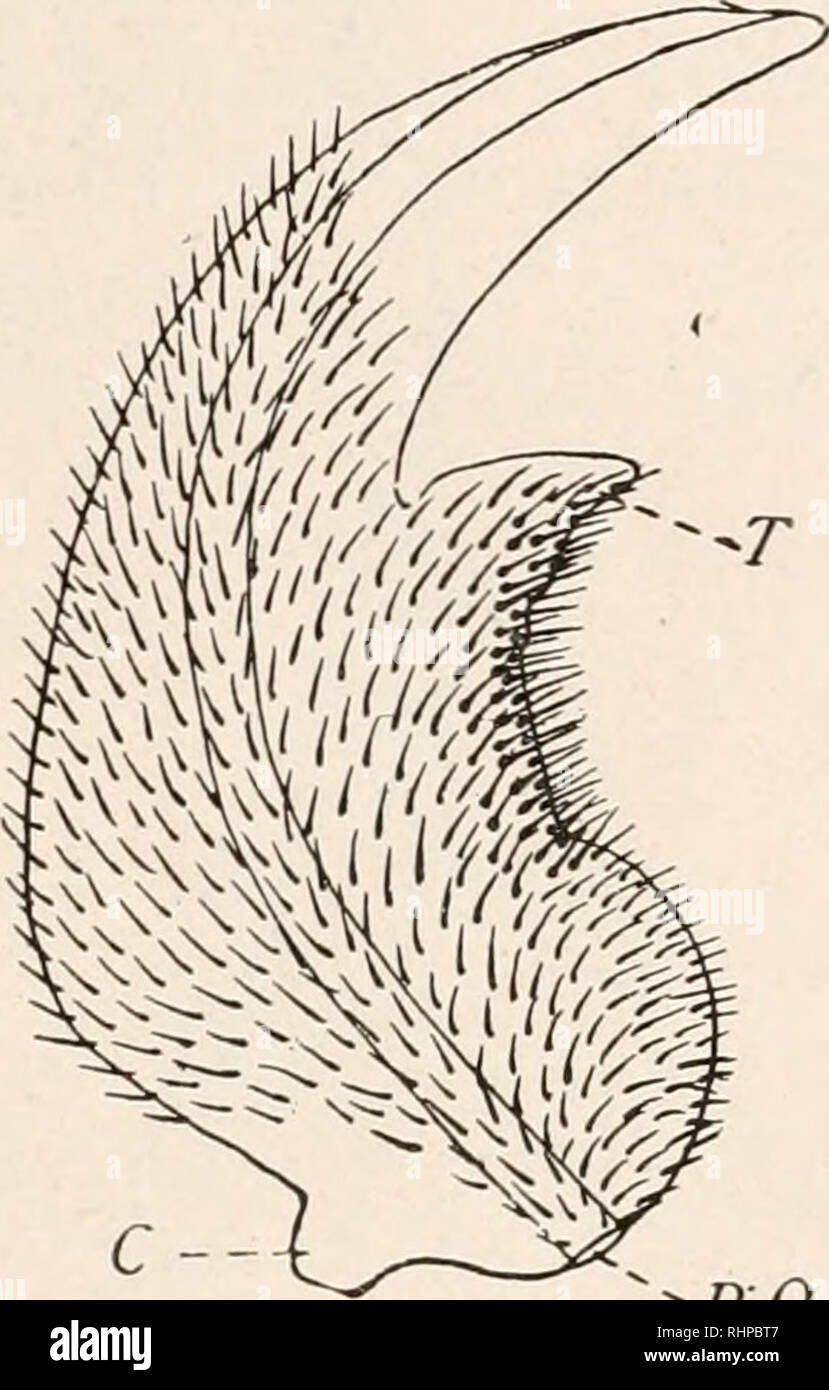 Lampyrid hi-res stock photography and images - Alamy