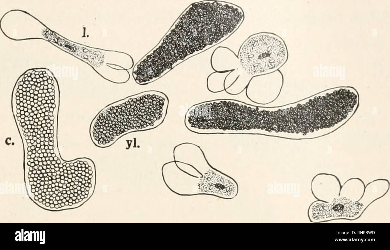 . The Biological bulletin. Biology; Zoology; Biology; Marine Biology ...