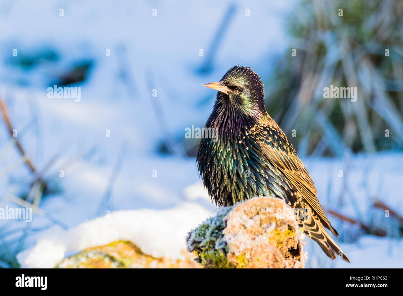 Starling in mid Wales during Winter Stock Photo - Alamy