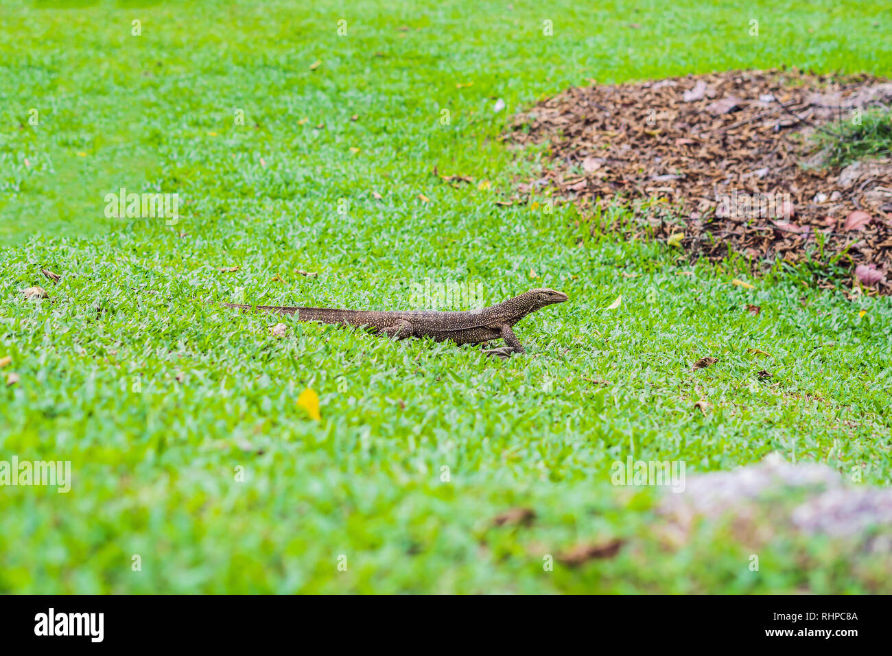 Asian grass lizard in nature hi-res stock photography and images - Alamy