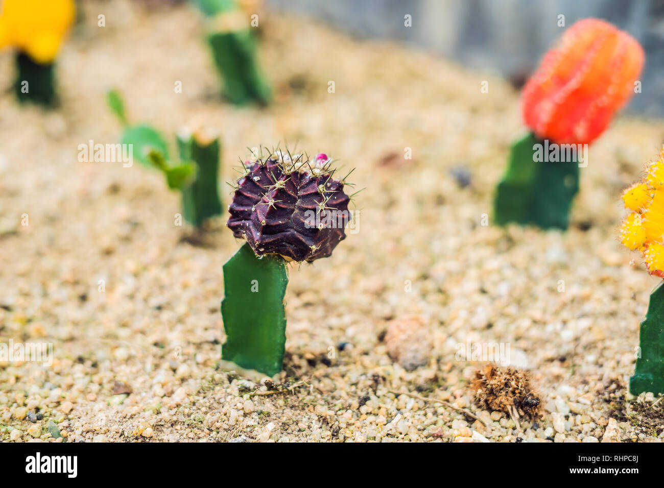 Moon Cactus or Gymnocalycium mihanovichii, the Mutant Cactus Grafted on ...