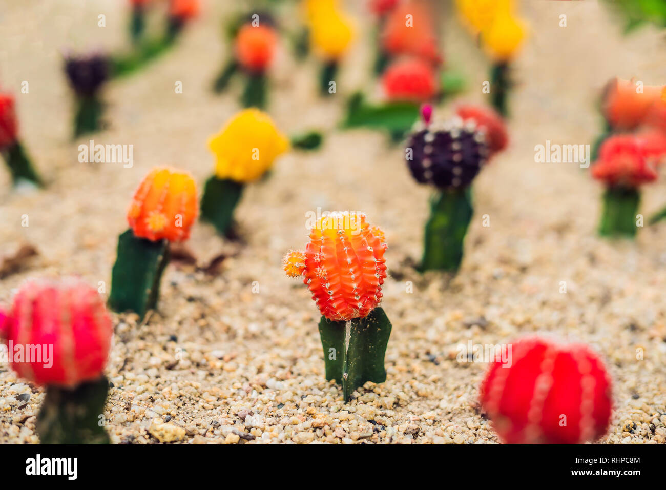 Moon Cactus or Gymnocalycium mihanovichii, the Mutant Cactus Grafted on ...