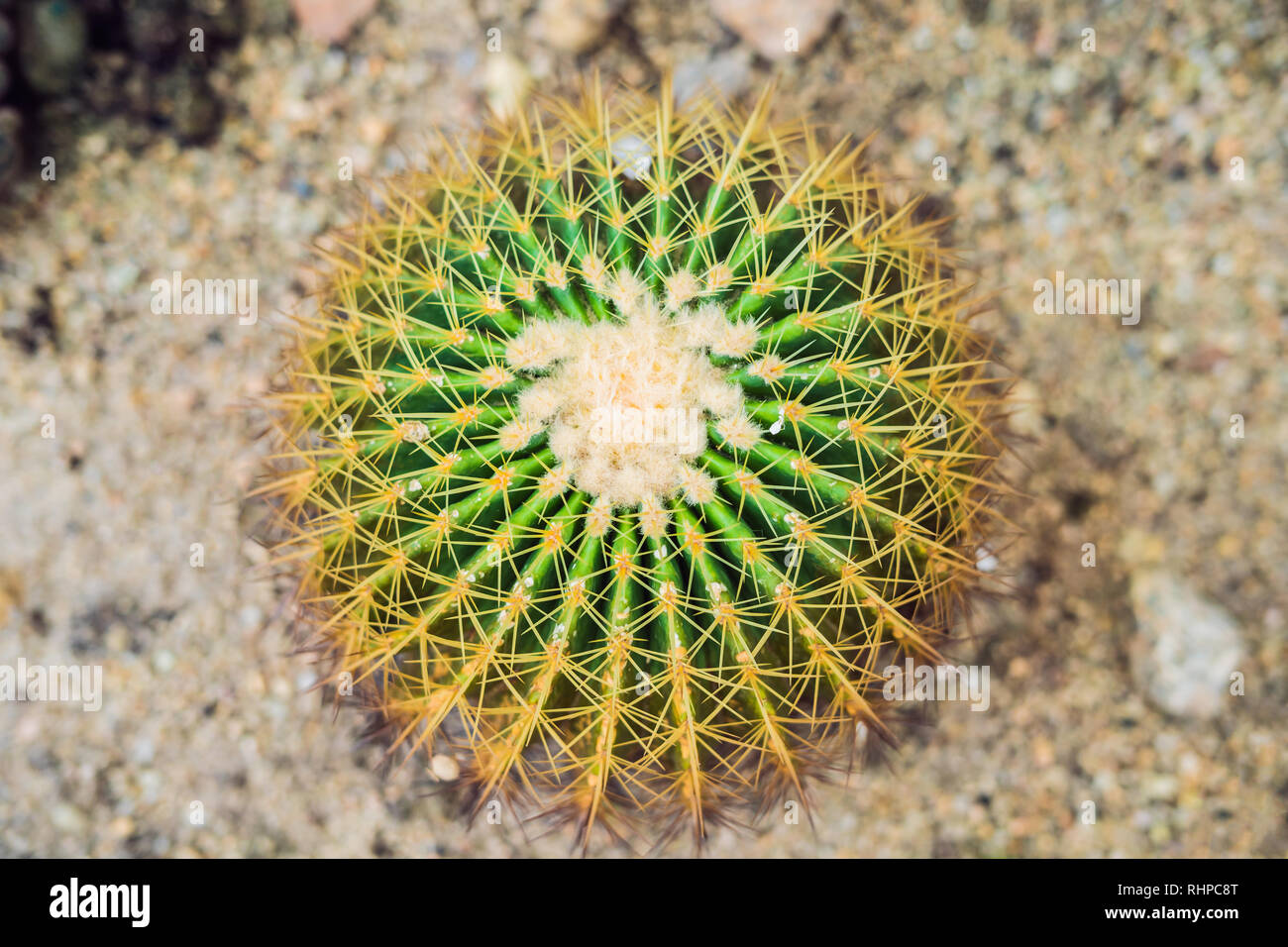 Closeup view of green cactus as a background, top view, texture Stock ...