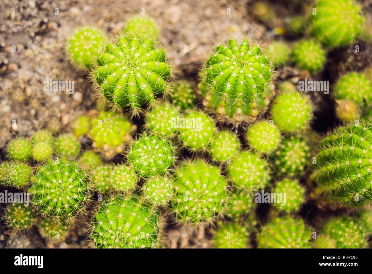 Closeup view of green cactus as a background, top view, texture Stock ...