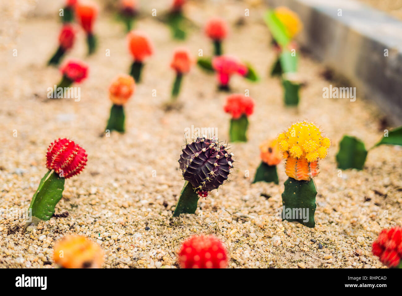 Moon Cactus or Gymnocalycium mihanovichii, the Mutant Cactus Grafted on ...