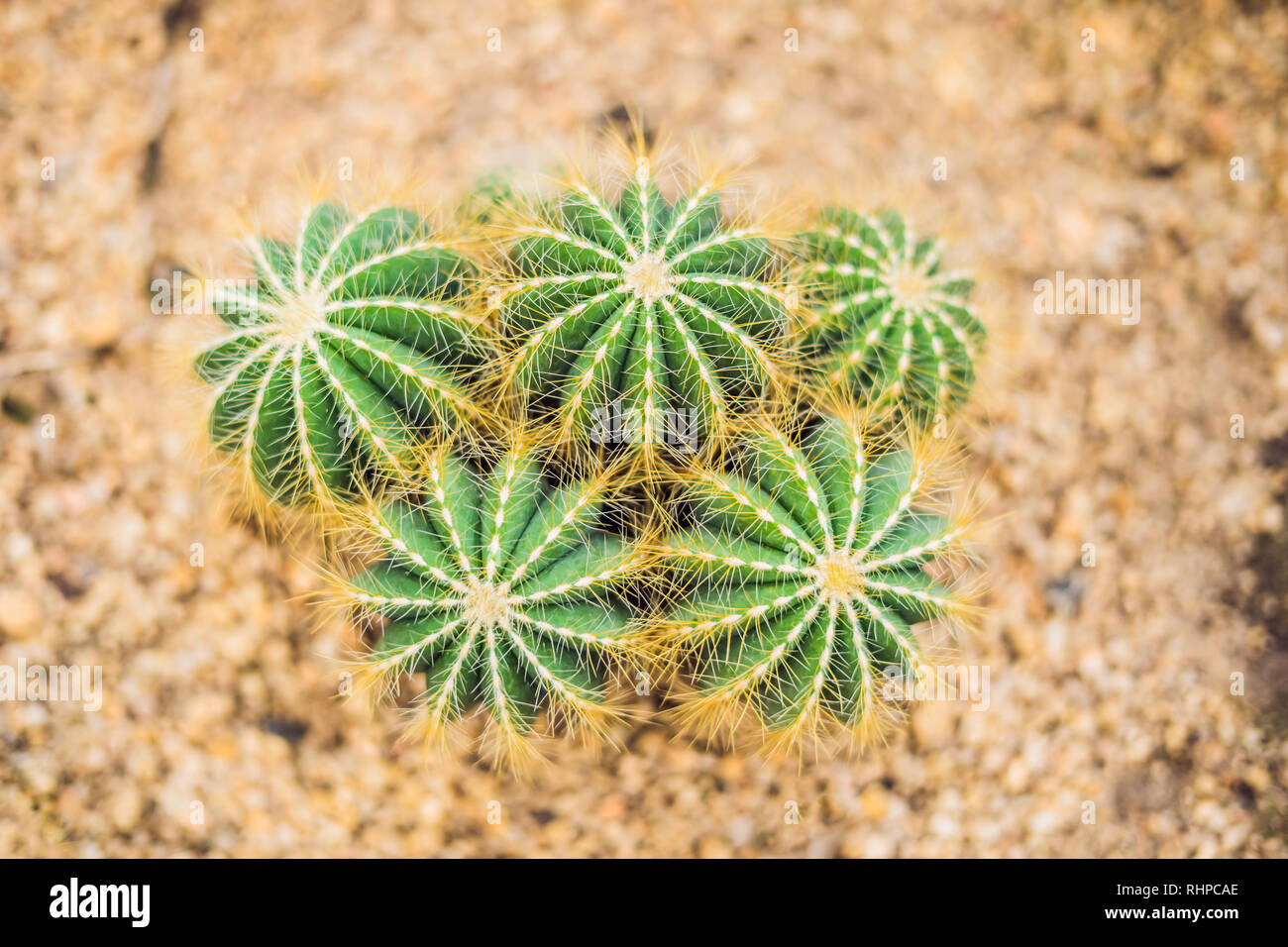 Closeup view of green cactus as a background, top view, texture Stock ...