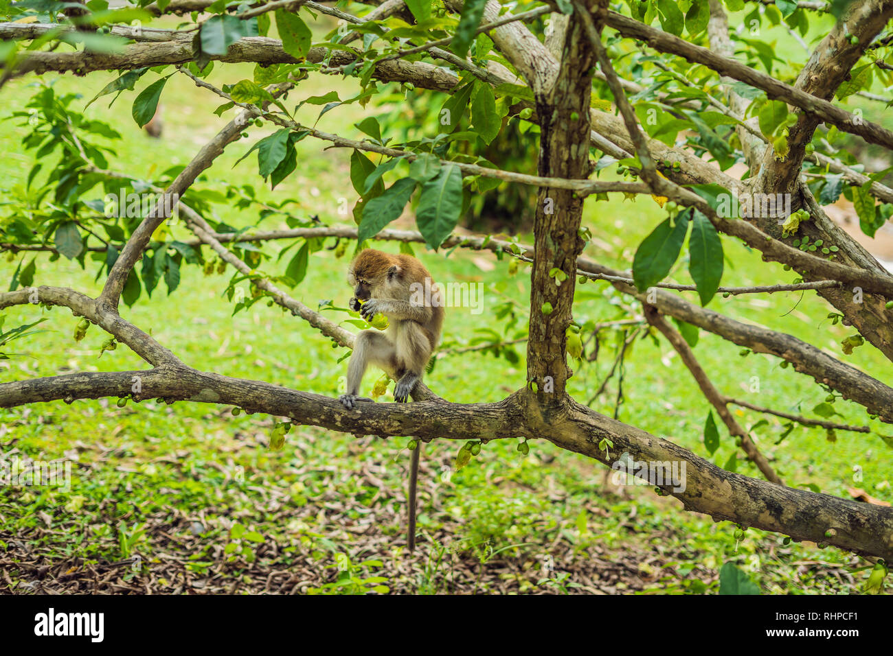 Monkey eating mango hi-res stock photography and images - Alamy