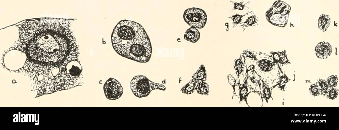 . The Biological bulletin. Biology; Zoology; Biology; Marine Biology ...