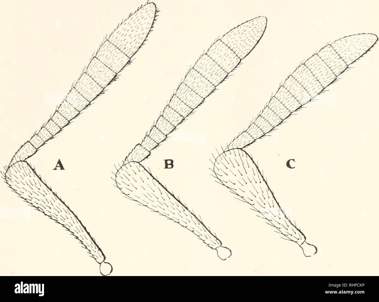 Shorter than the scape hi-res stock photography and images - Alamy