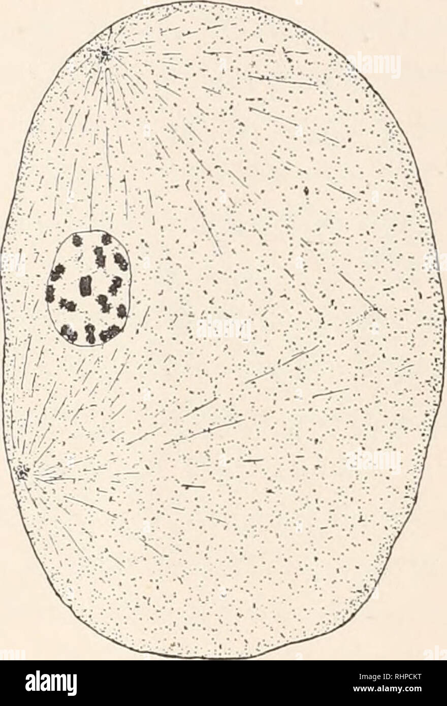 . The Biological bulletin. Biology; Zoology; Biology; Marine Biology ...