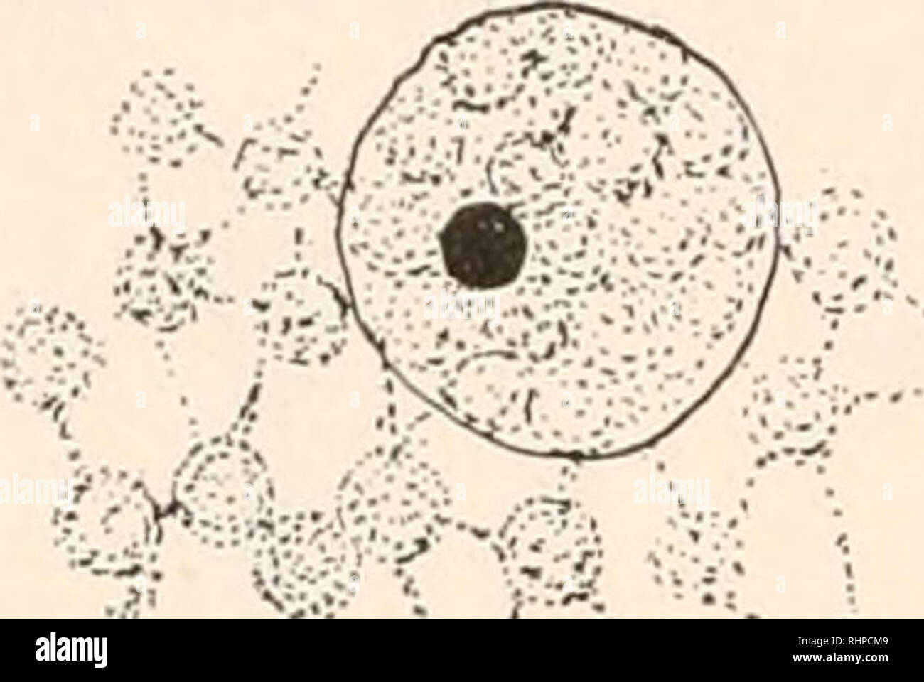 Chromoplasm hi-res stock photography and images - Alamy