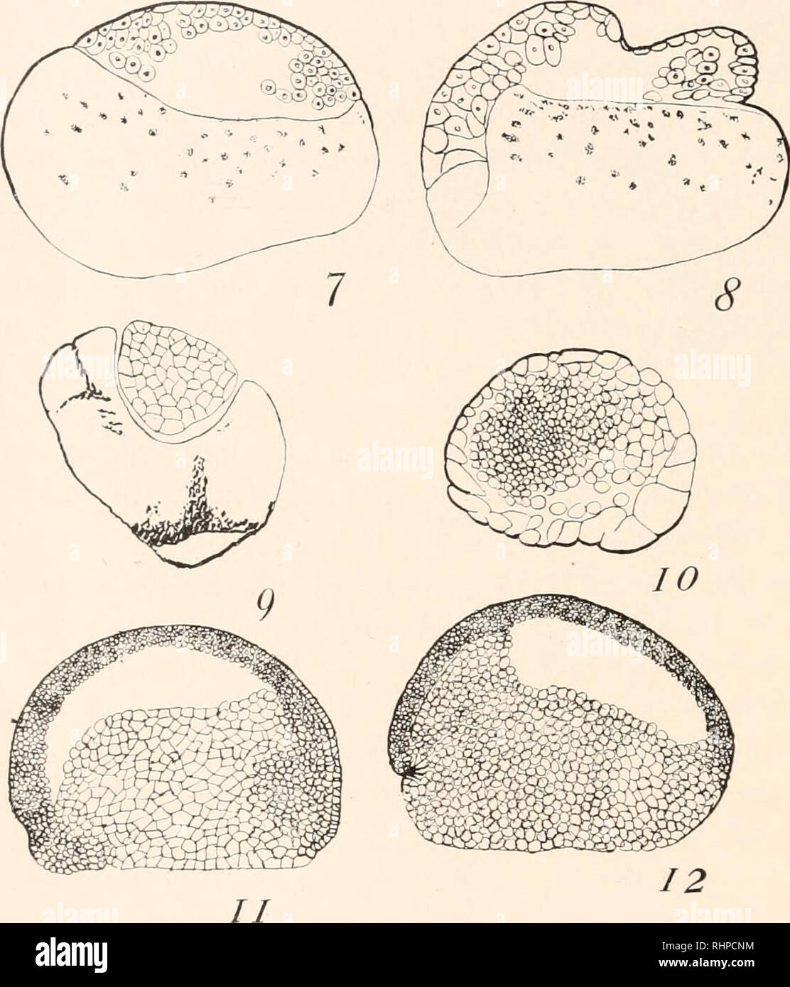. The Biological bulletin. Biology; Zoology; Biology; Marine Biology ...