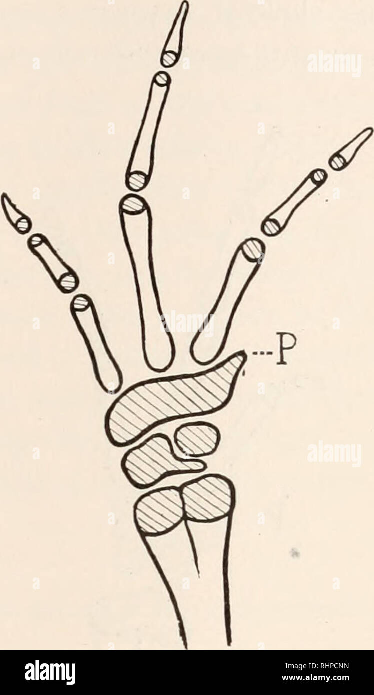 . The Biological bulletin. Biology; Zoology; Biology; Marine Biology ...