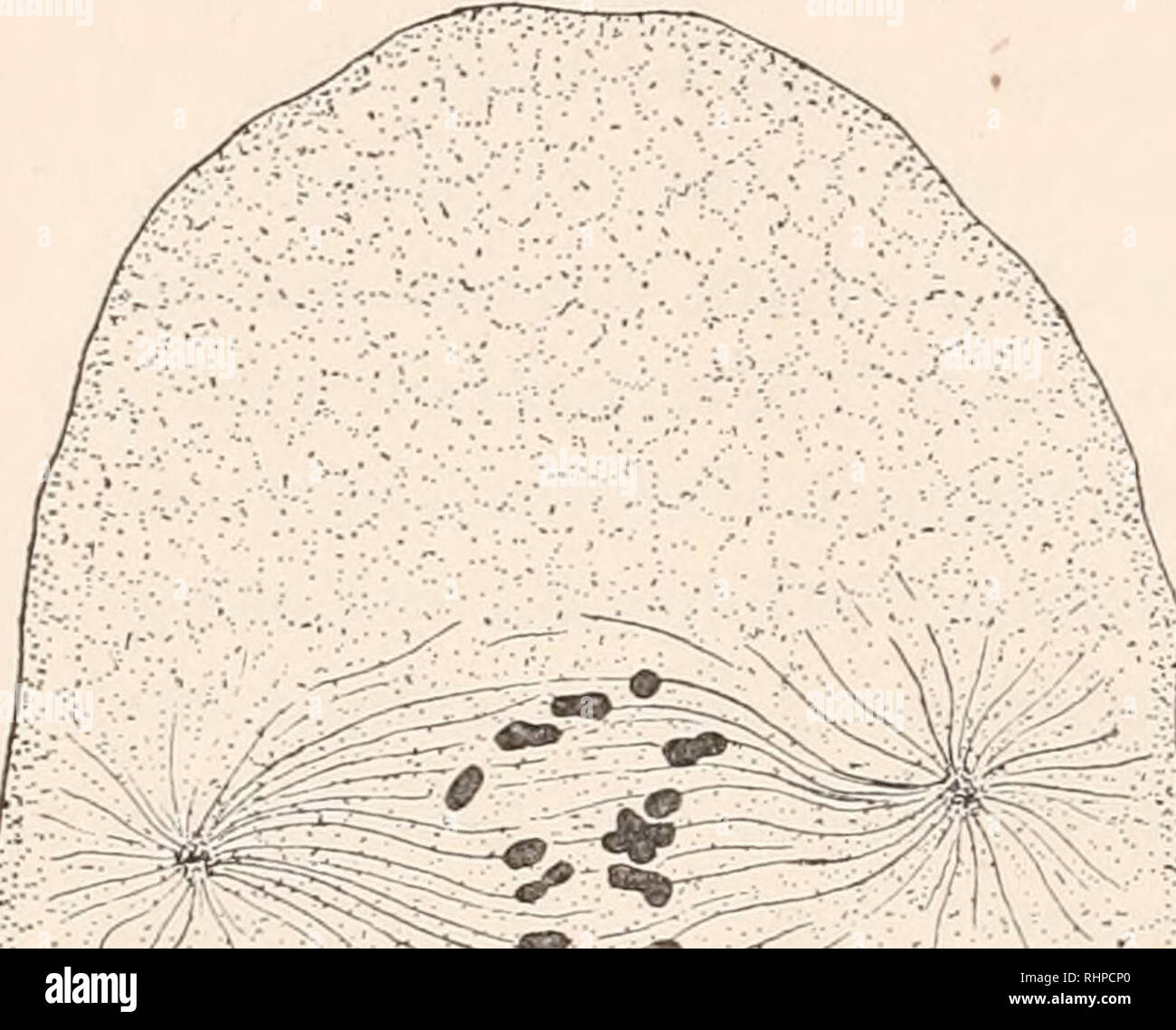 Metaphase Plate High Resolution Stock Photography and Images - Alamy