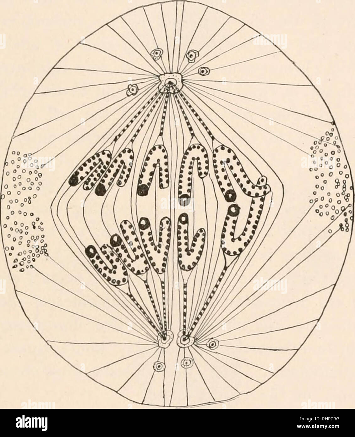 . The Biological bulletin. Biology; Zoology; Biology; Marine Biology ...