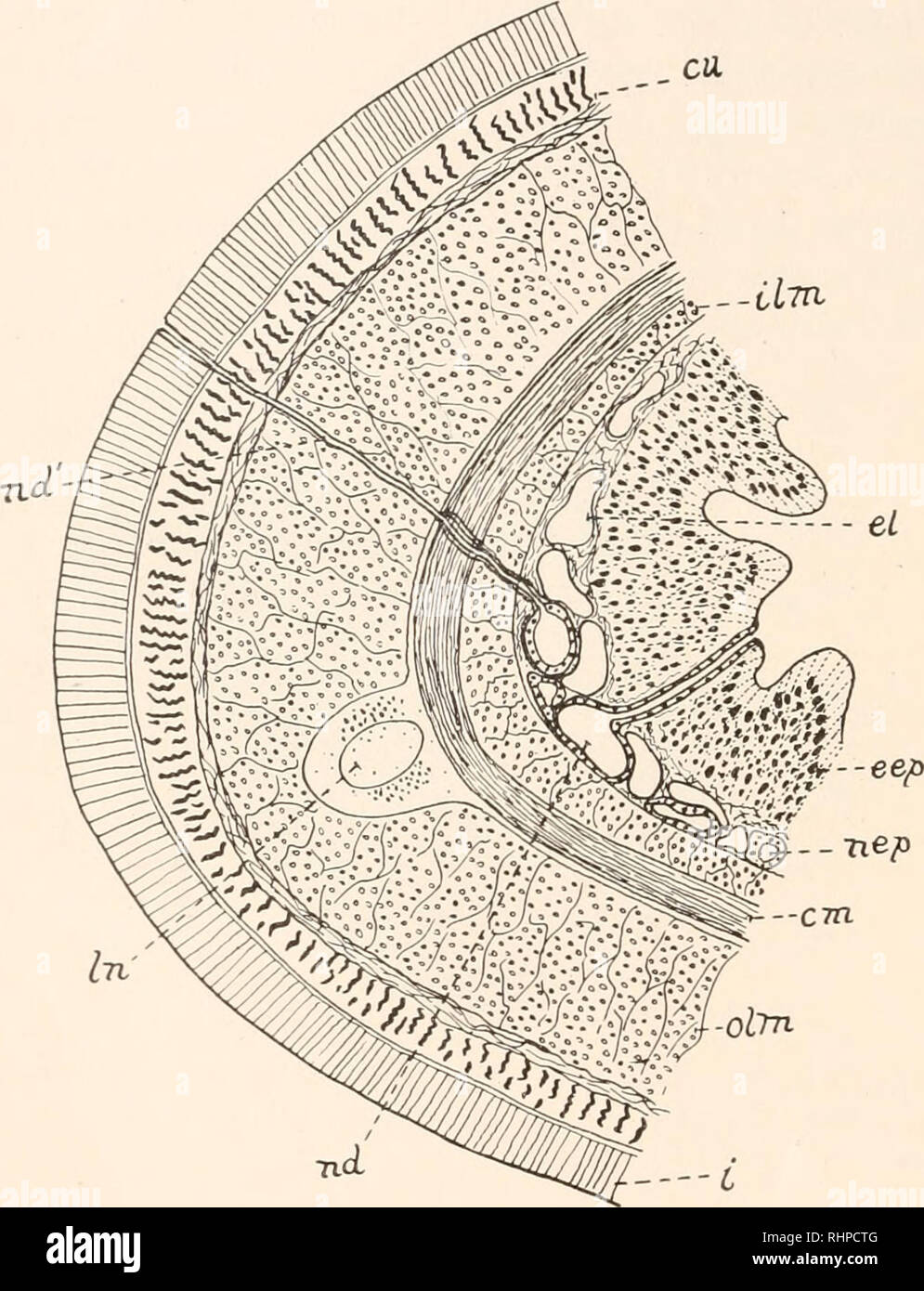 Longitudinal body ridges hi-res stock photography and images - Alamy