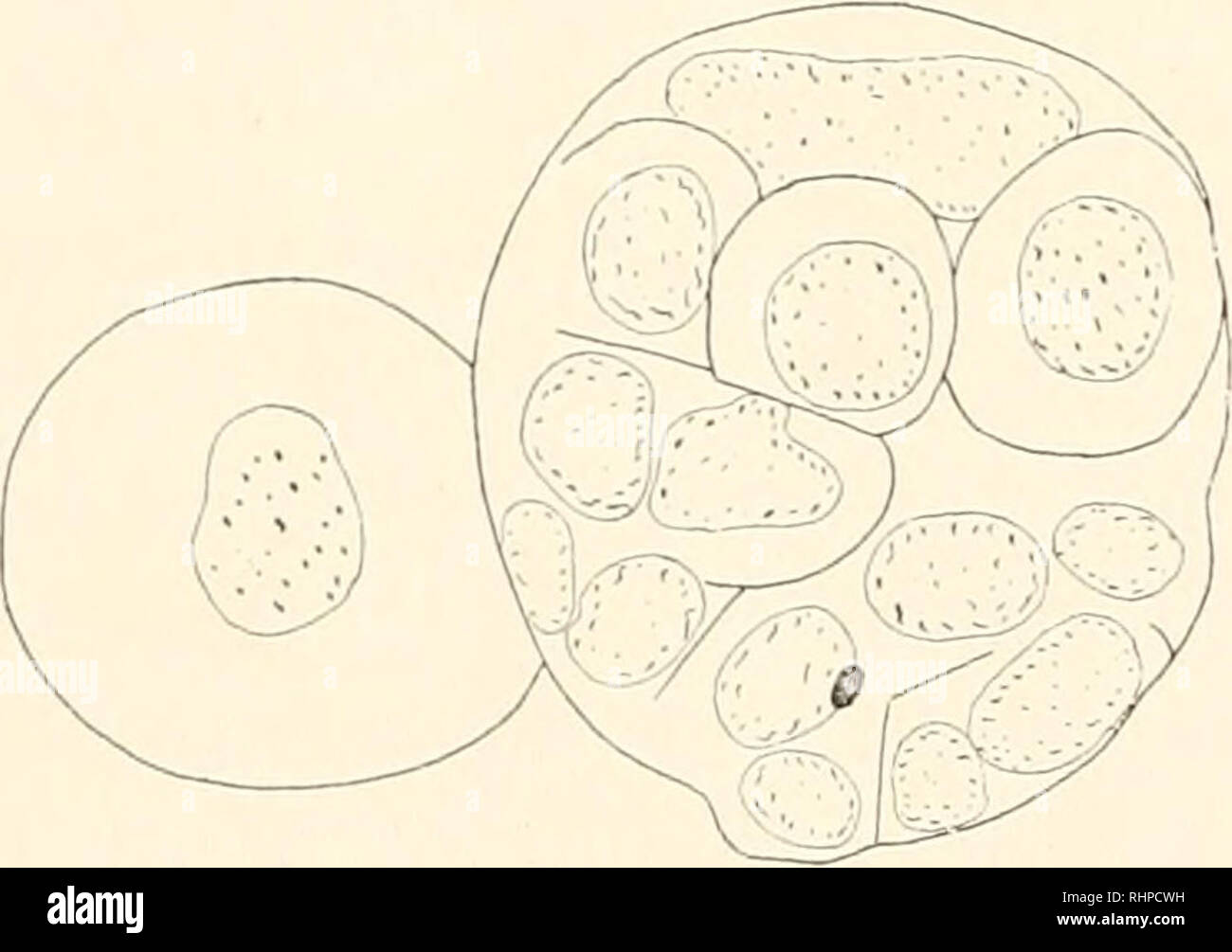 4 cell stage embryo hi-res stock photography and images - Alamy