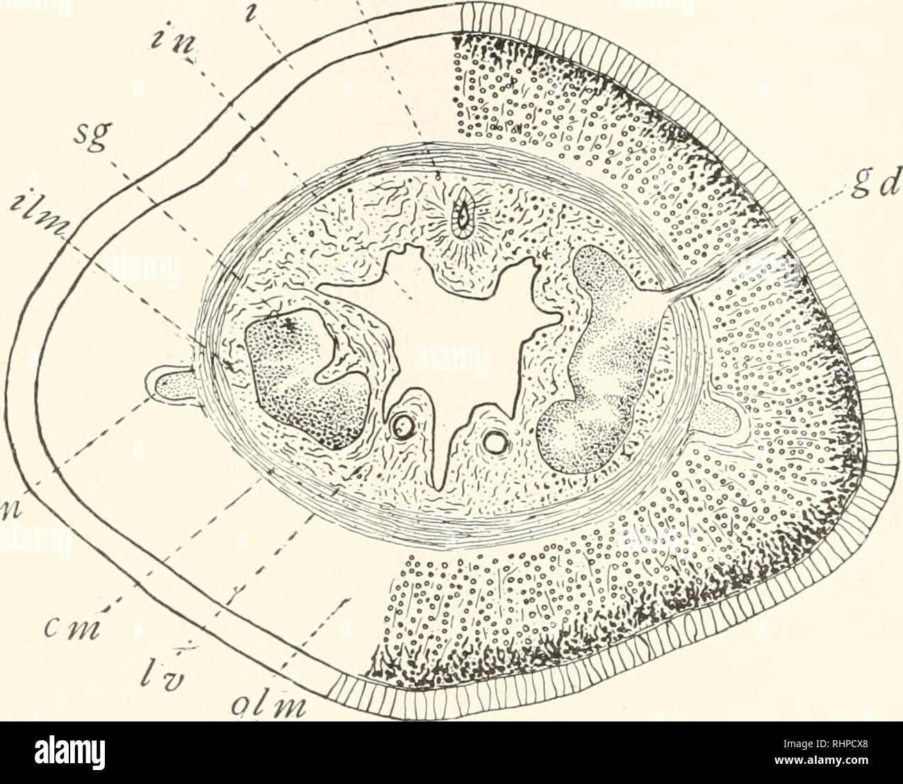 Ciliated Cells Stock Photos & Ciliated Cells Stock Images - Alamy