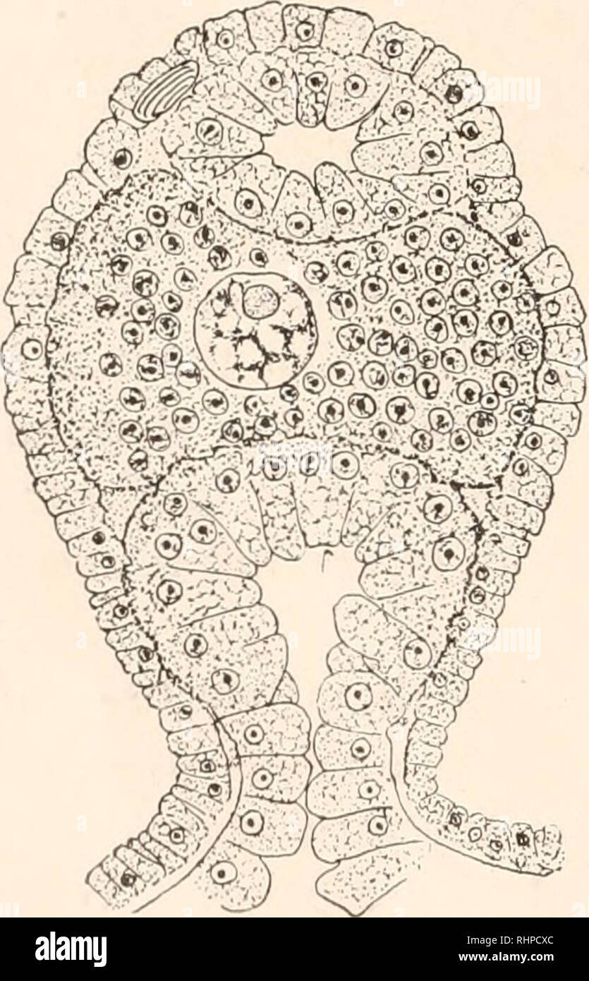 Gonophore hi-res stock photography and images - Alamy