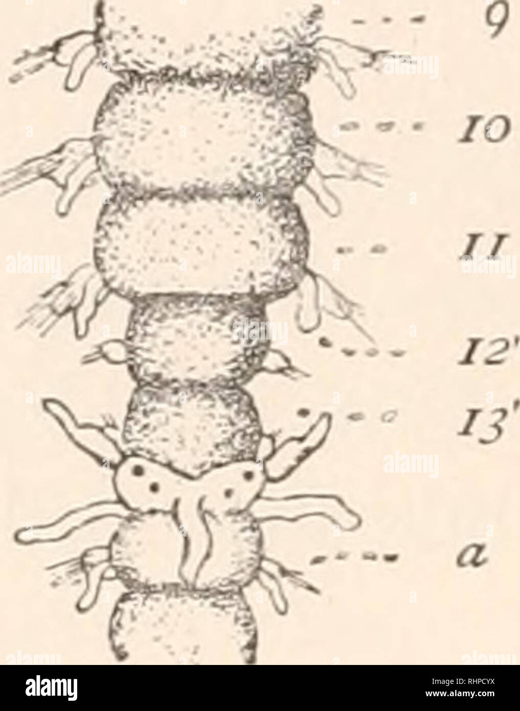 . The Biological bulletin. Biology; Zoology; Biology; Marine Biology ...