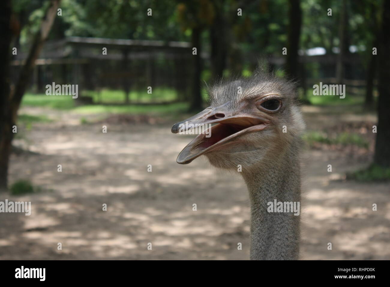 Common ostrich bird head top view close-up Stock Photo - Alamy