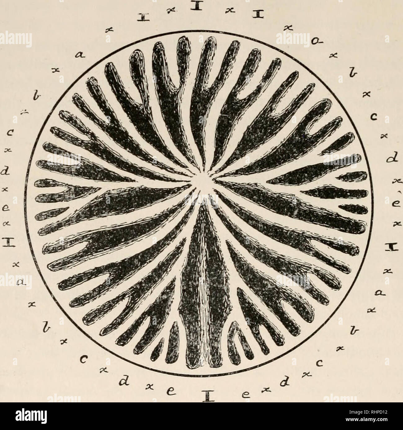 Rugose coral hi-res stock photography and images - Alamy