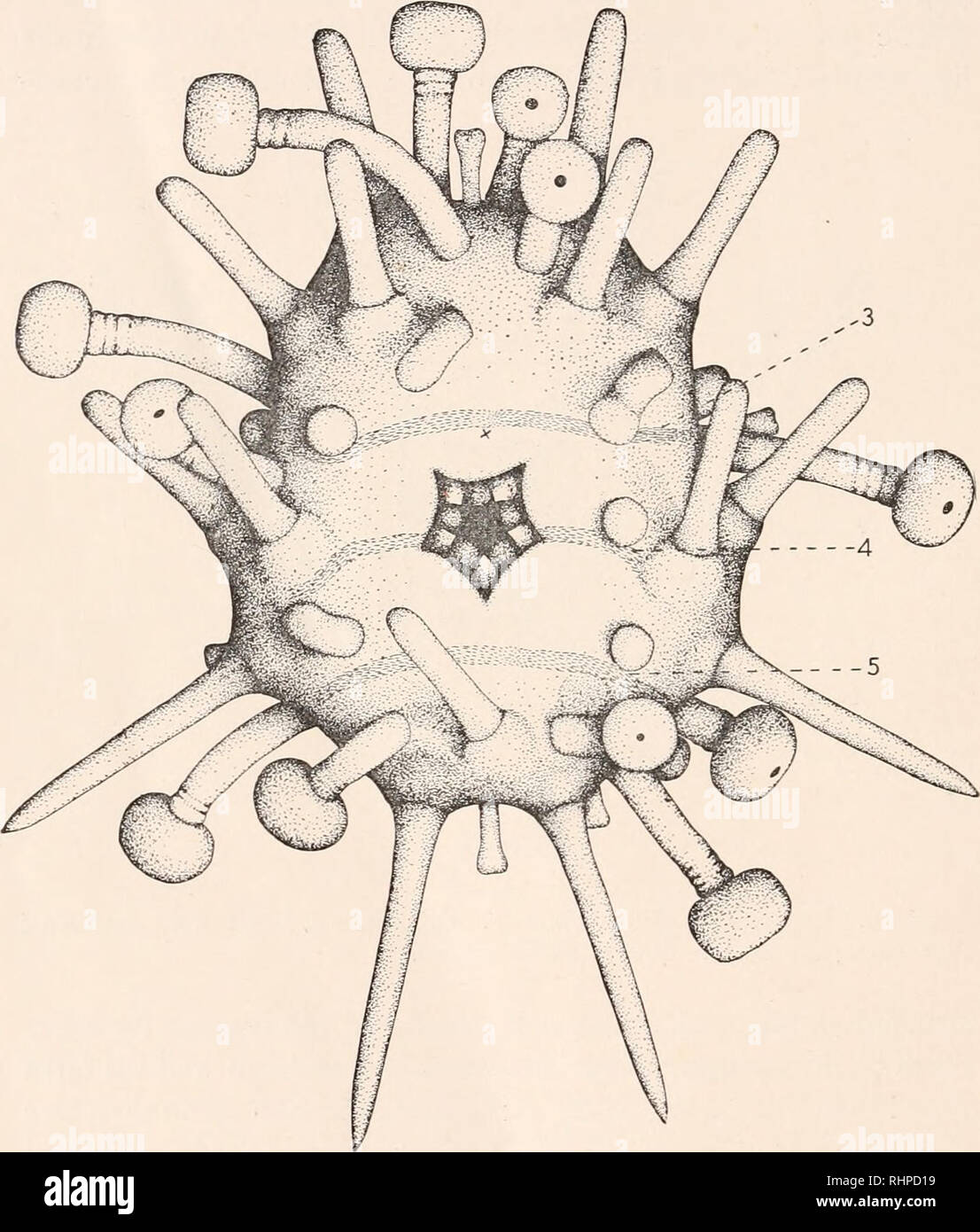 Elongated body contours hi-res stock photography and images - Alamy