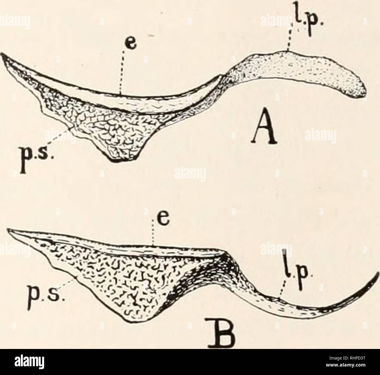 Sagittal band hi-res stock photography and images - Alamy