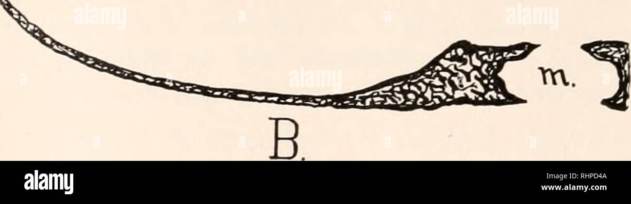 Sharp edged mandibles hi-res stock photography and images - Alamy