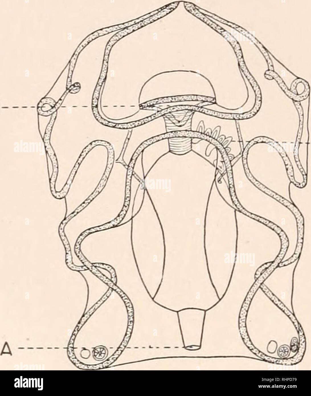 . The Biological bulletin. Biology; Zoology; Biology; Marine Biology ...