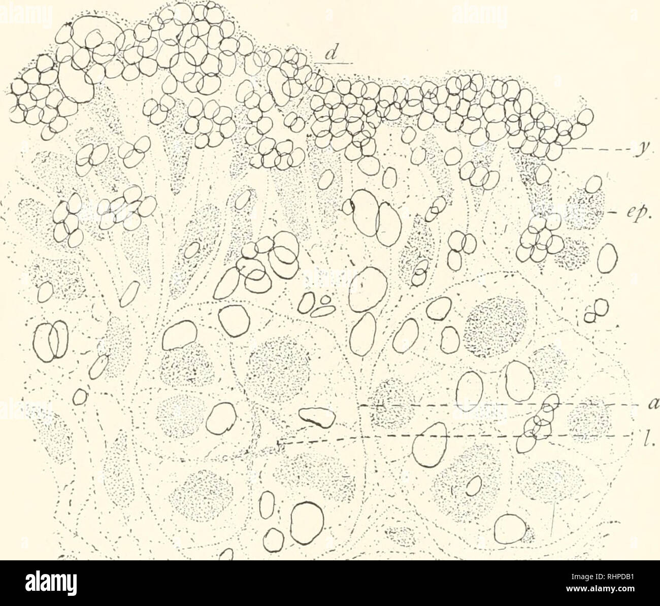 Gastric gland from hi-res stock photography and images - Alamy