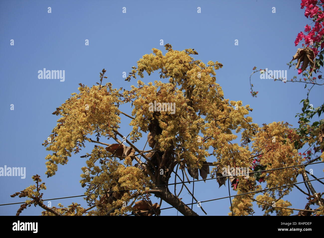 Beautiful ginkgo hi-res stock photography and images - Alamy
