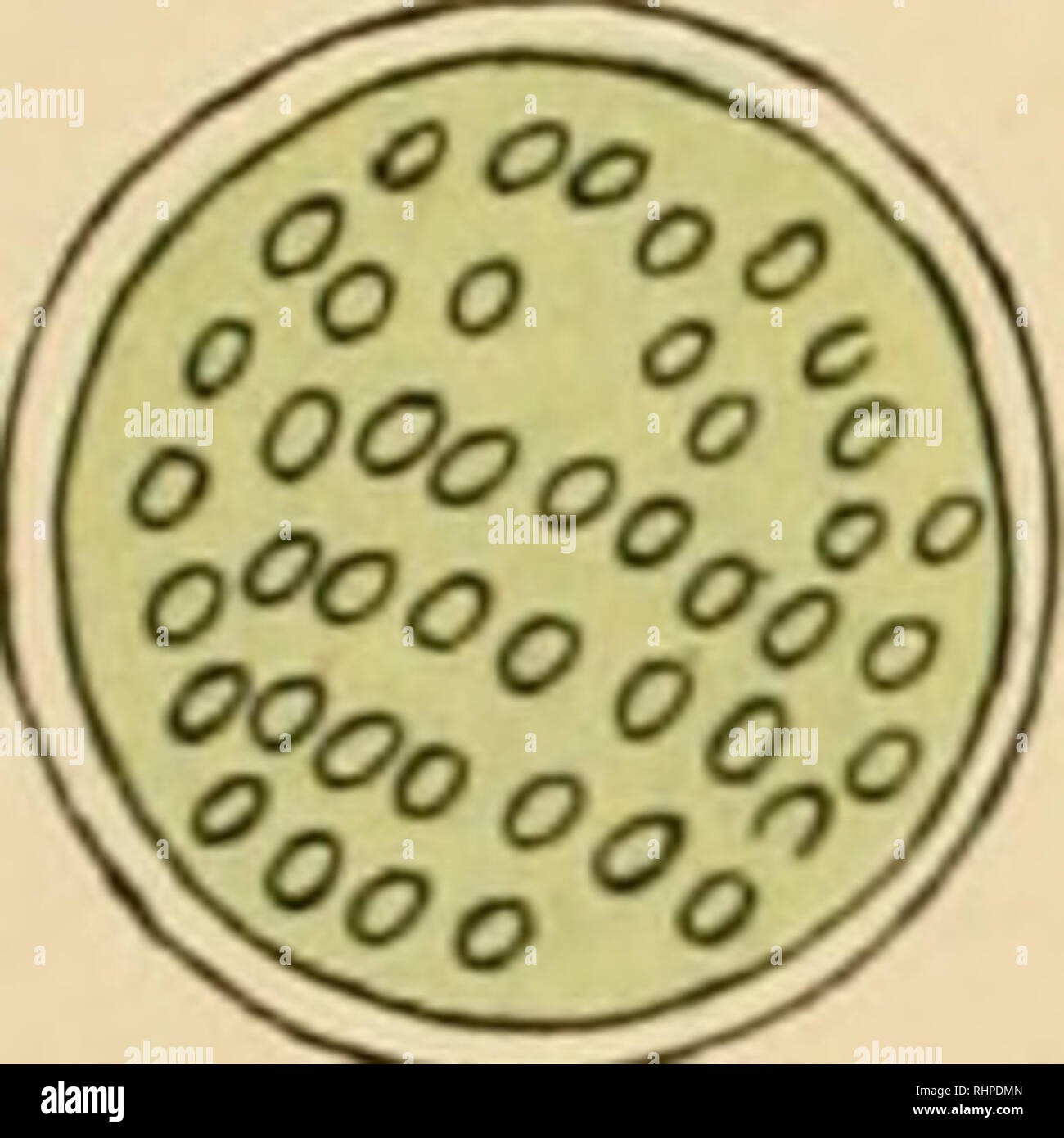 . Biological atlas: a guide to the practical study of plants and ...