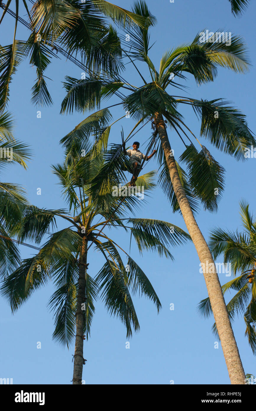 Man up a tree getting a coconut from a palm tree, Sri Lanka Stock Photo ...