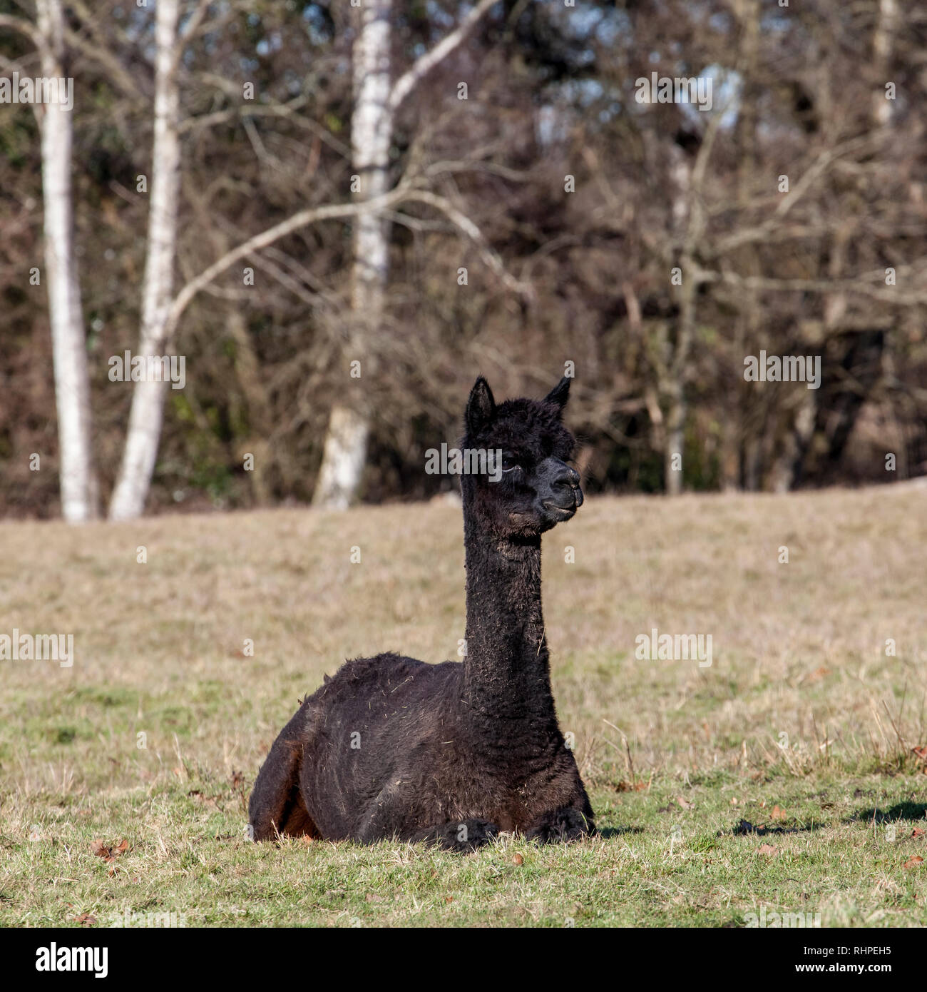 Black alpaca hi-res stock photography and images - Alamy