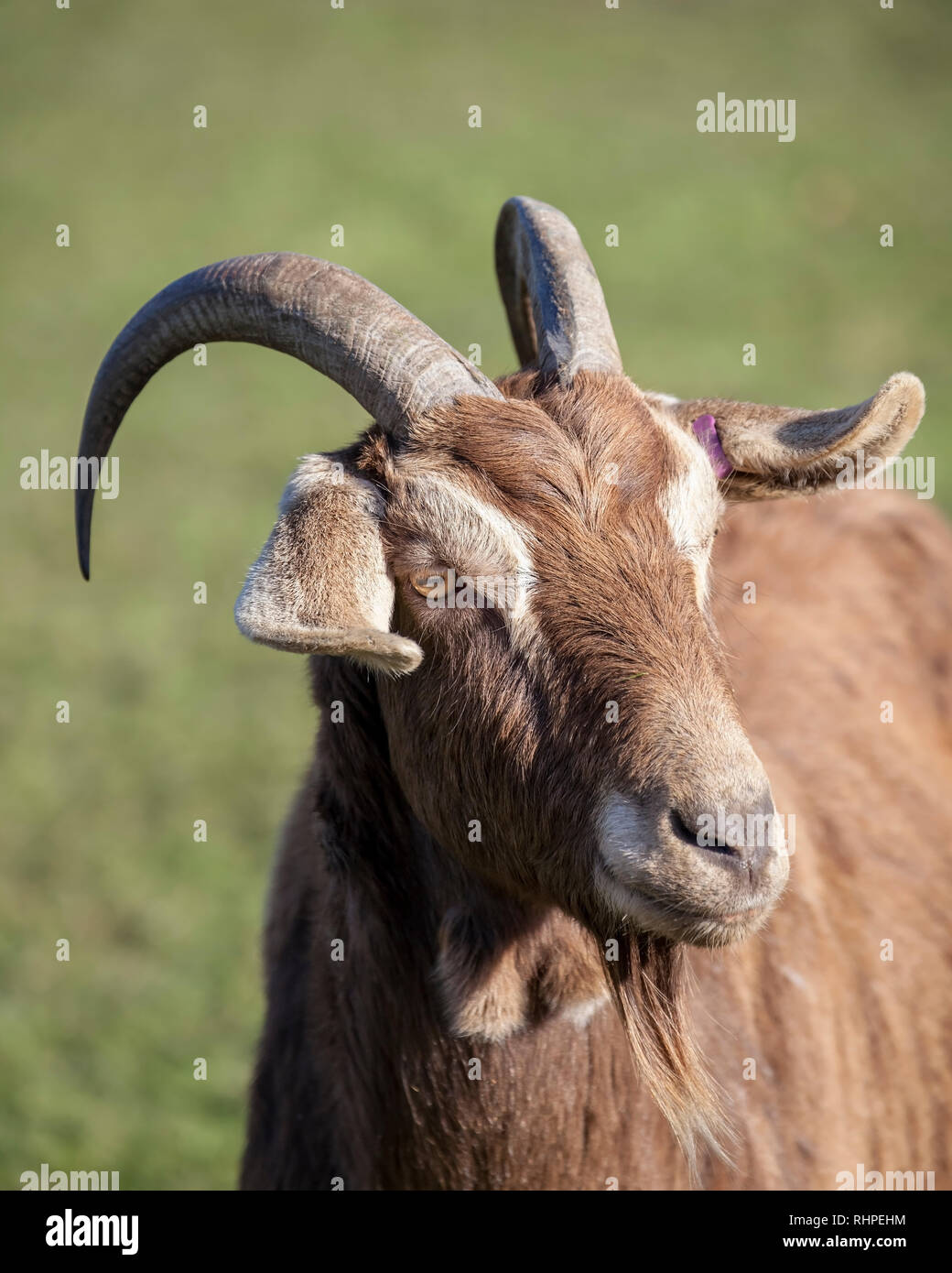 Sussex goat farm hi-res stock photography and images - Alamy