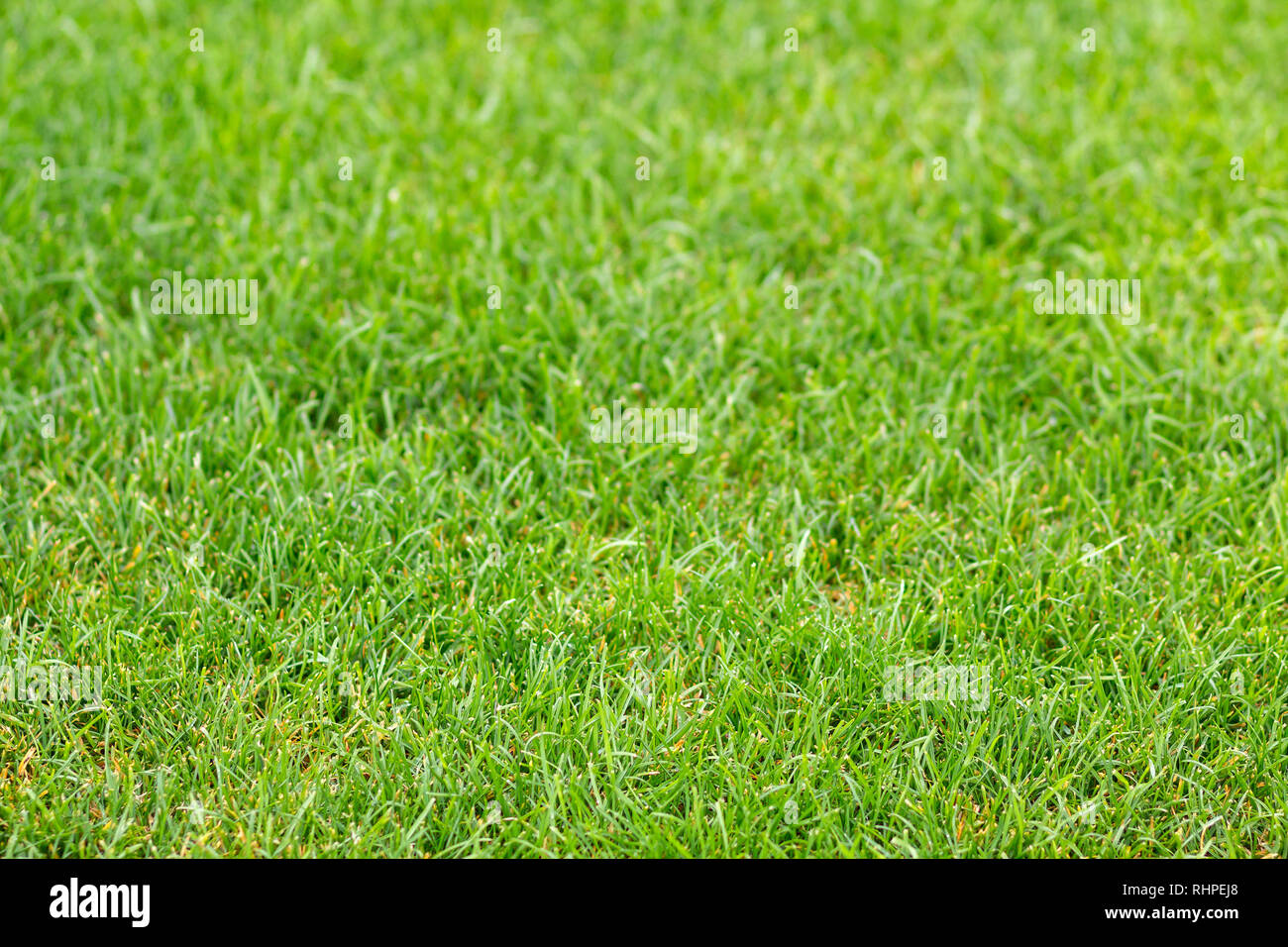 Green fresh grass texture for background. Green bright sunny lawn ...