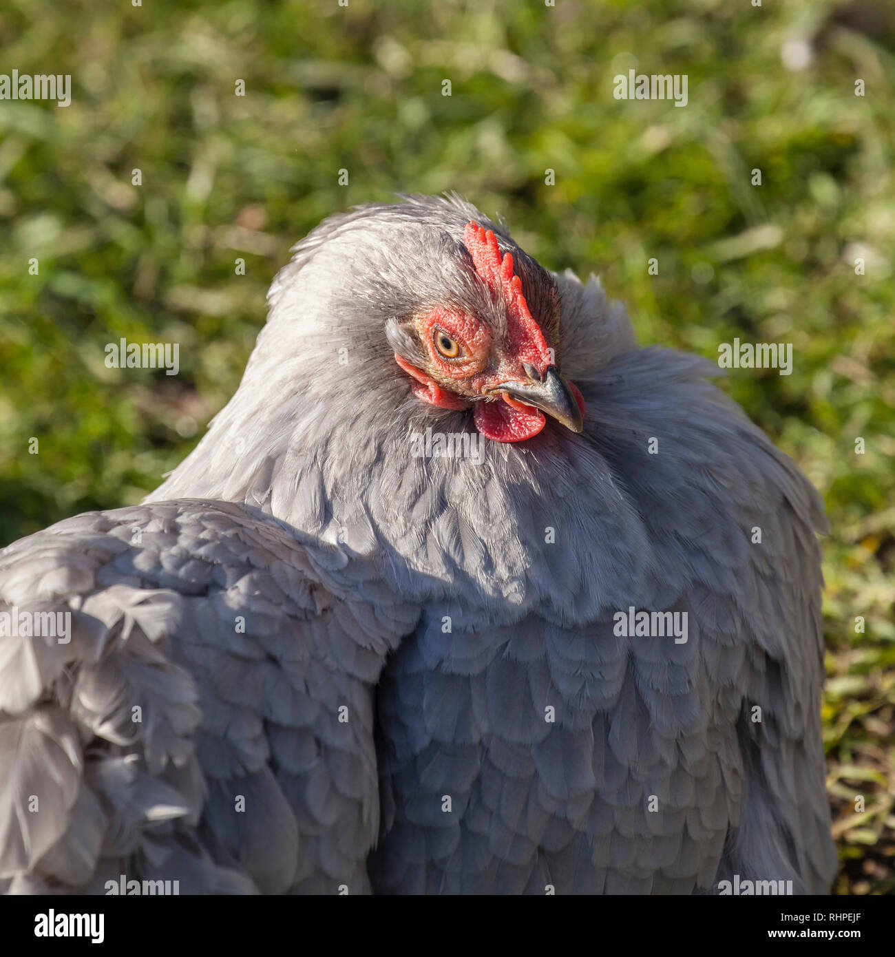 Chicken walks hi-res stock photography and images - Alamy