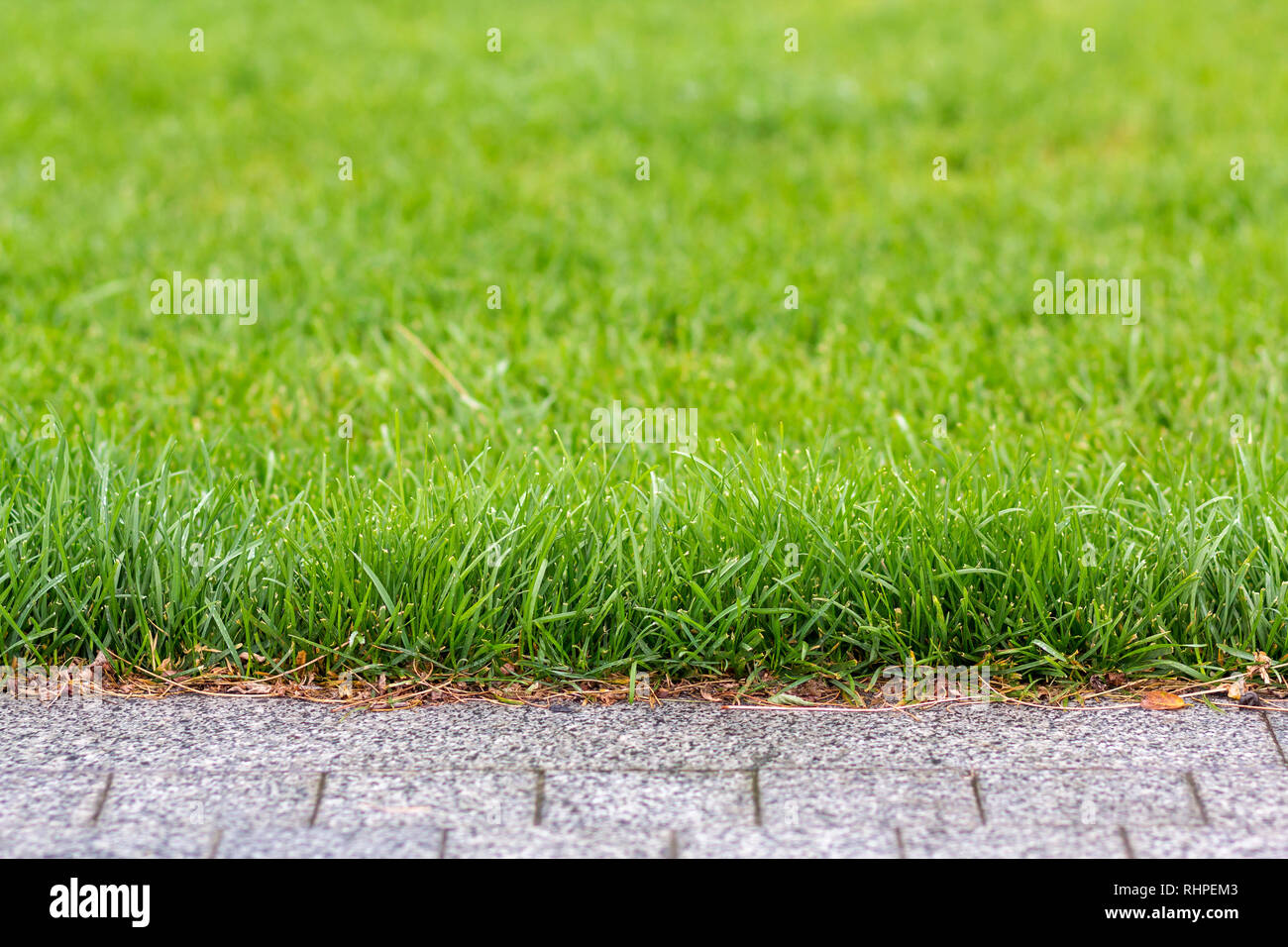 Green fresh grass growing along asphalt gray path, texture for ...