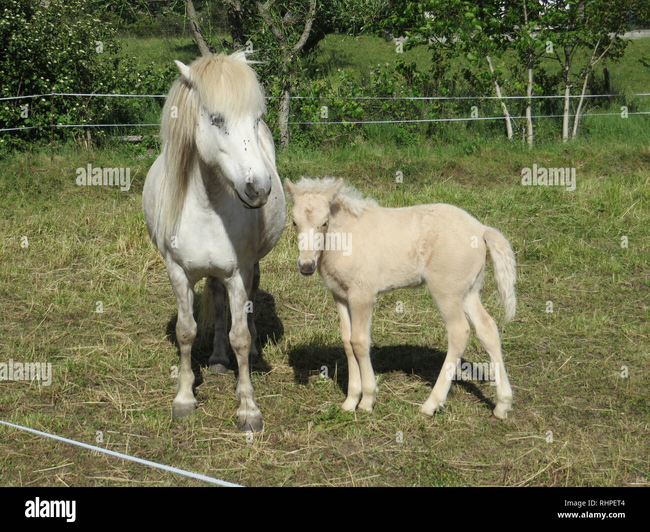 Colt horse pony hi-res stock photography and images - Alamy