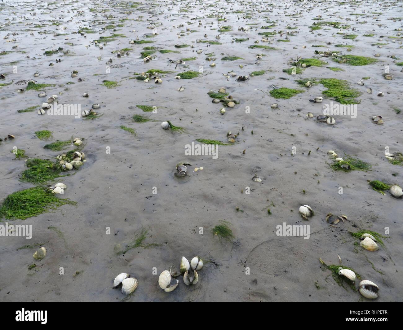 Empty shells hi-res stock photography and images - Alamy