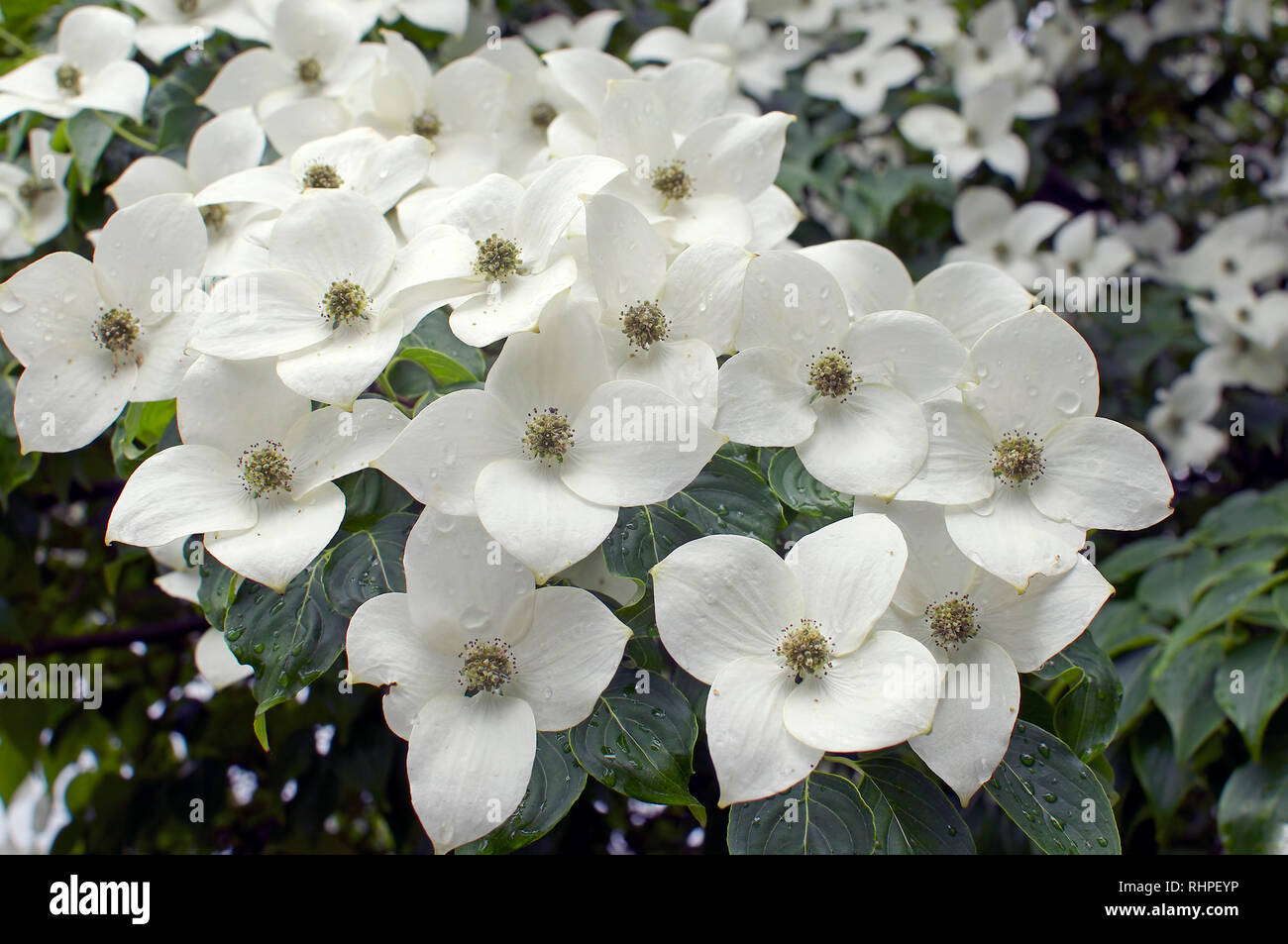 Cornus kousa china girl tree hi-res stock photography and images - Alamy