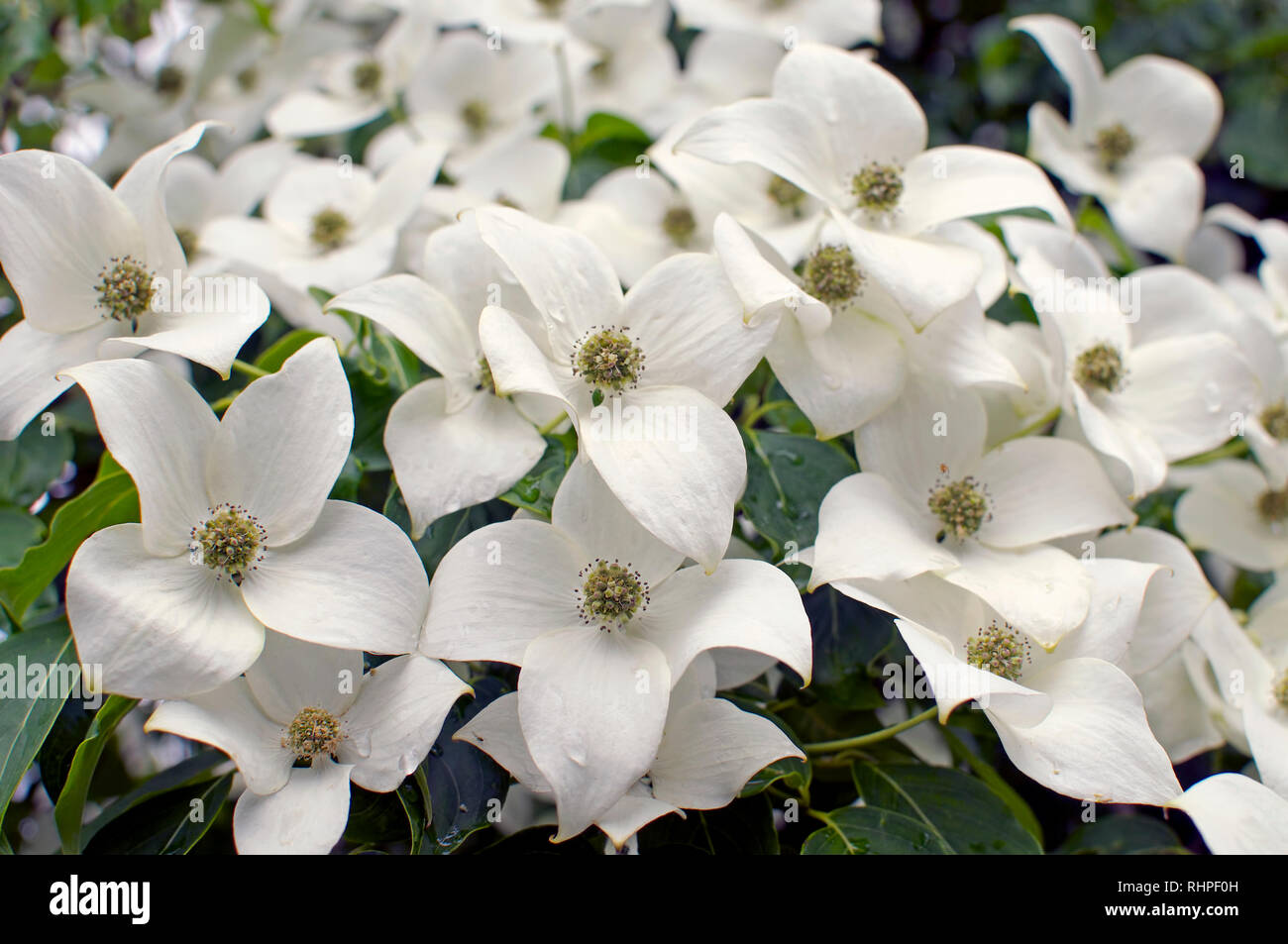 Cornus Kousa China Girl