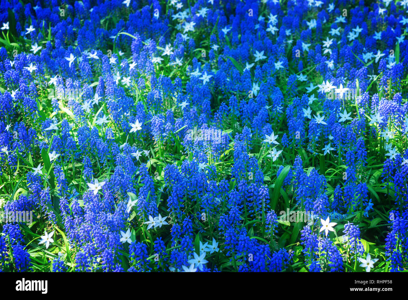 bluebell flowers background Stock Photo - Alamy