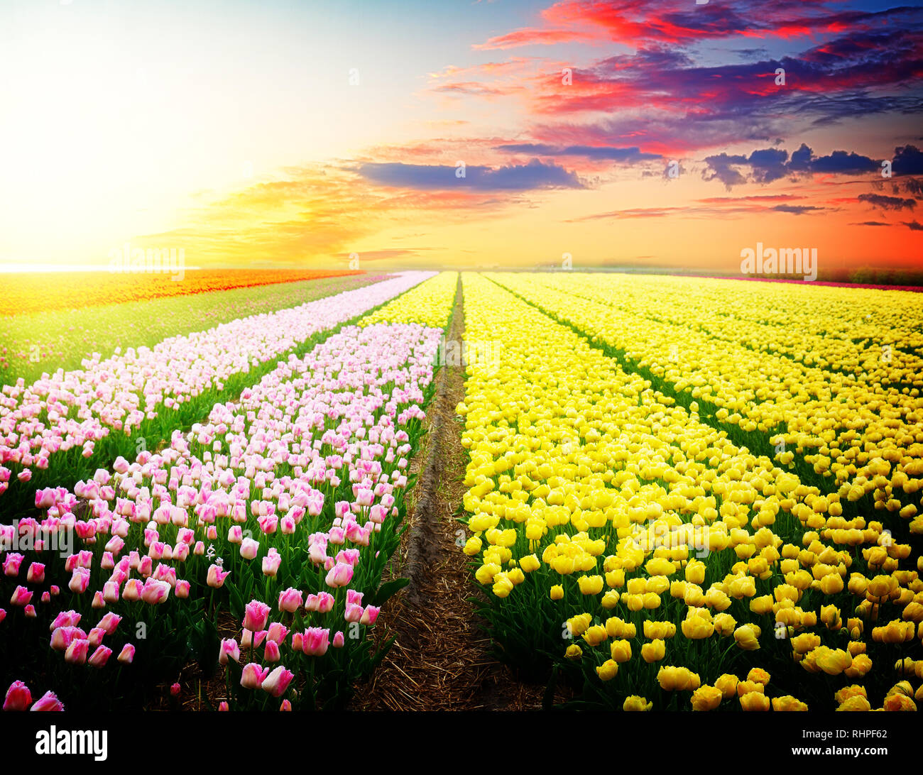 Dutch pink tulip fields Stock Photo - Alamy