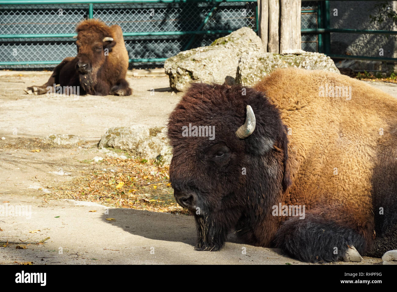 Bison enclosure hi-res stock photography and images - Alamy