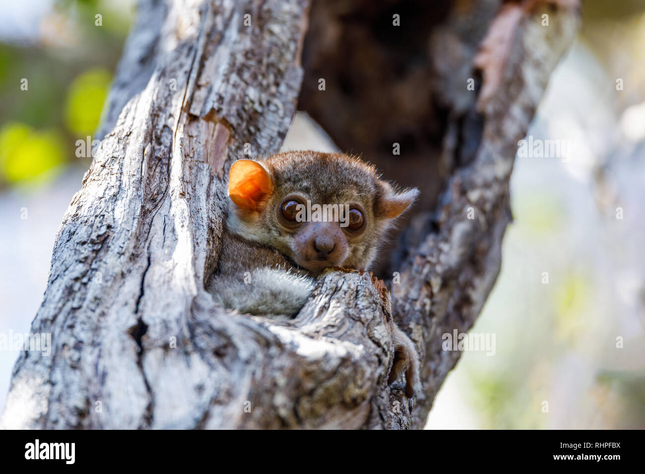 Endemic Milne-Edwards sportive lemur, lepilemur edwardsi, or Milne ...