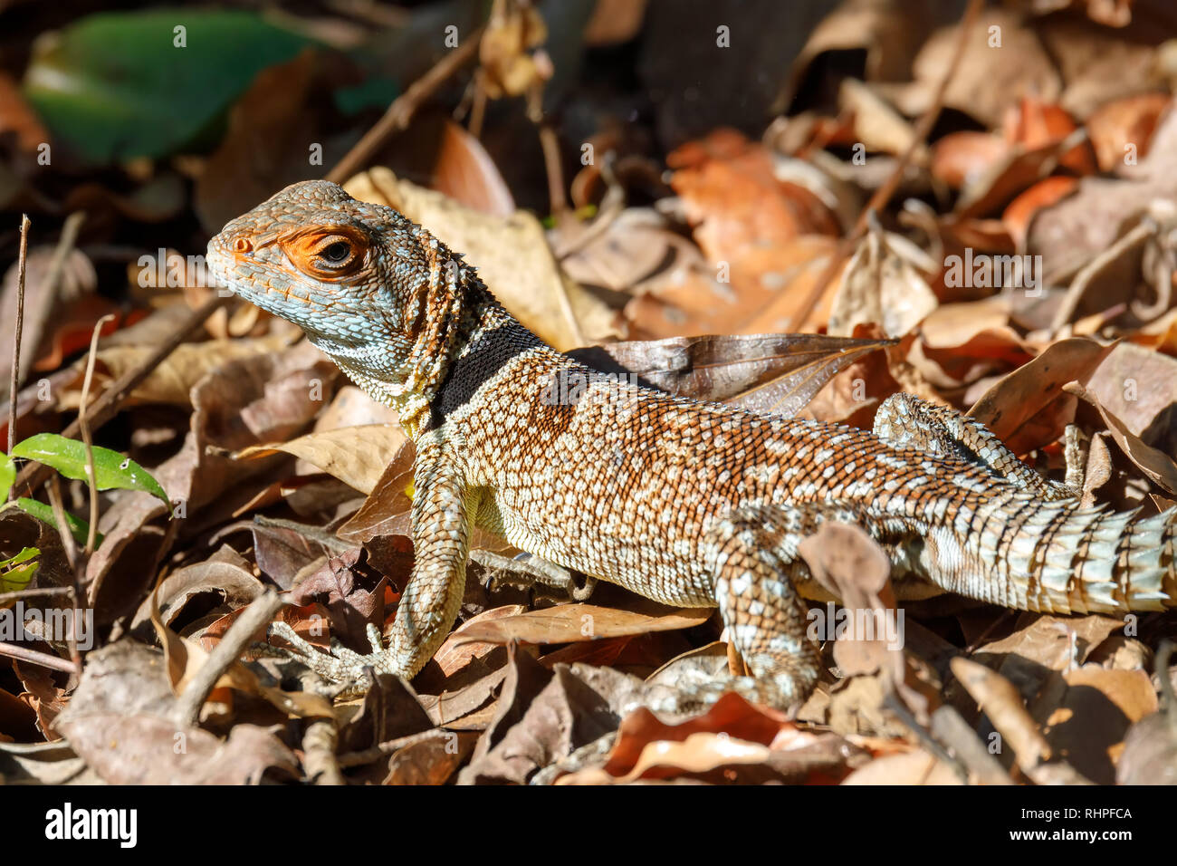 Iguanid lizard collared iguana madagascan hi-res stock photography and ...