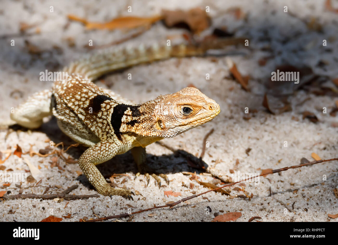 Iguanid lizard collared iguana madagascan hi-res stock photography and ...
