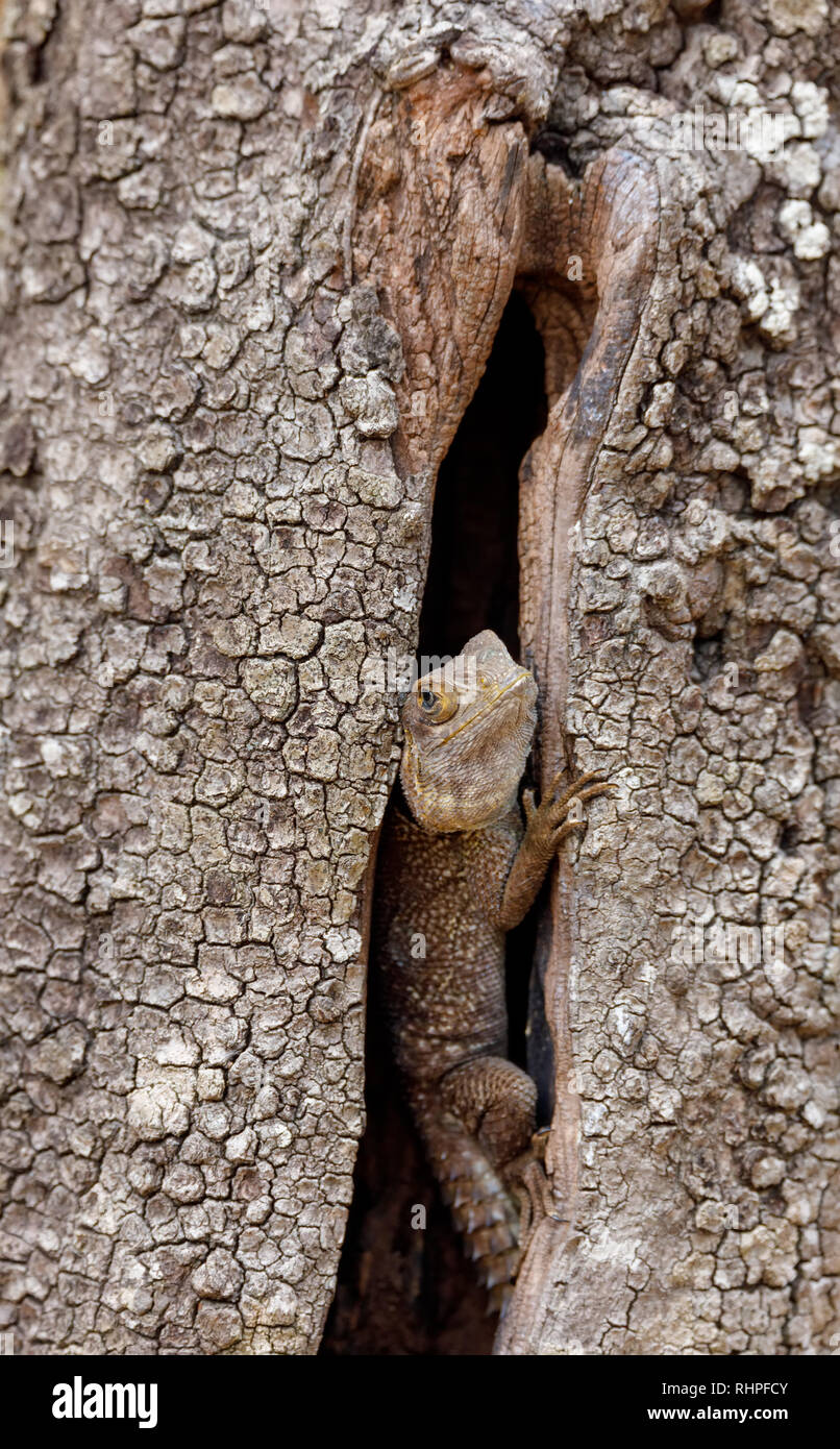 Oplurus cuvieri, known as the collared iguanid lizard, or Madagascan ...
